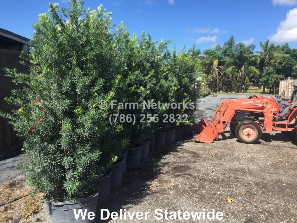 7 Gallon South Florida Podocarpus – South Florida Hedge Plants