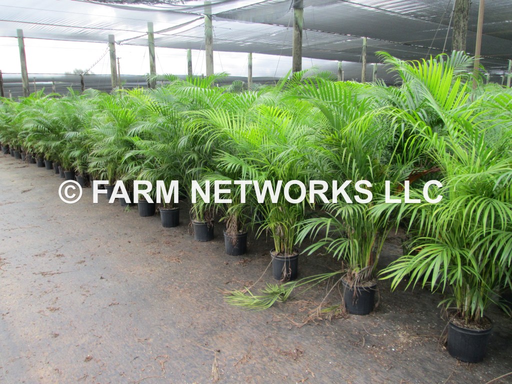Areca-Palm-Nursery – South Florida Hedge Plants