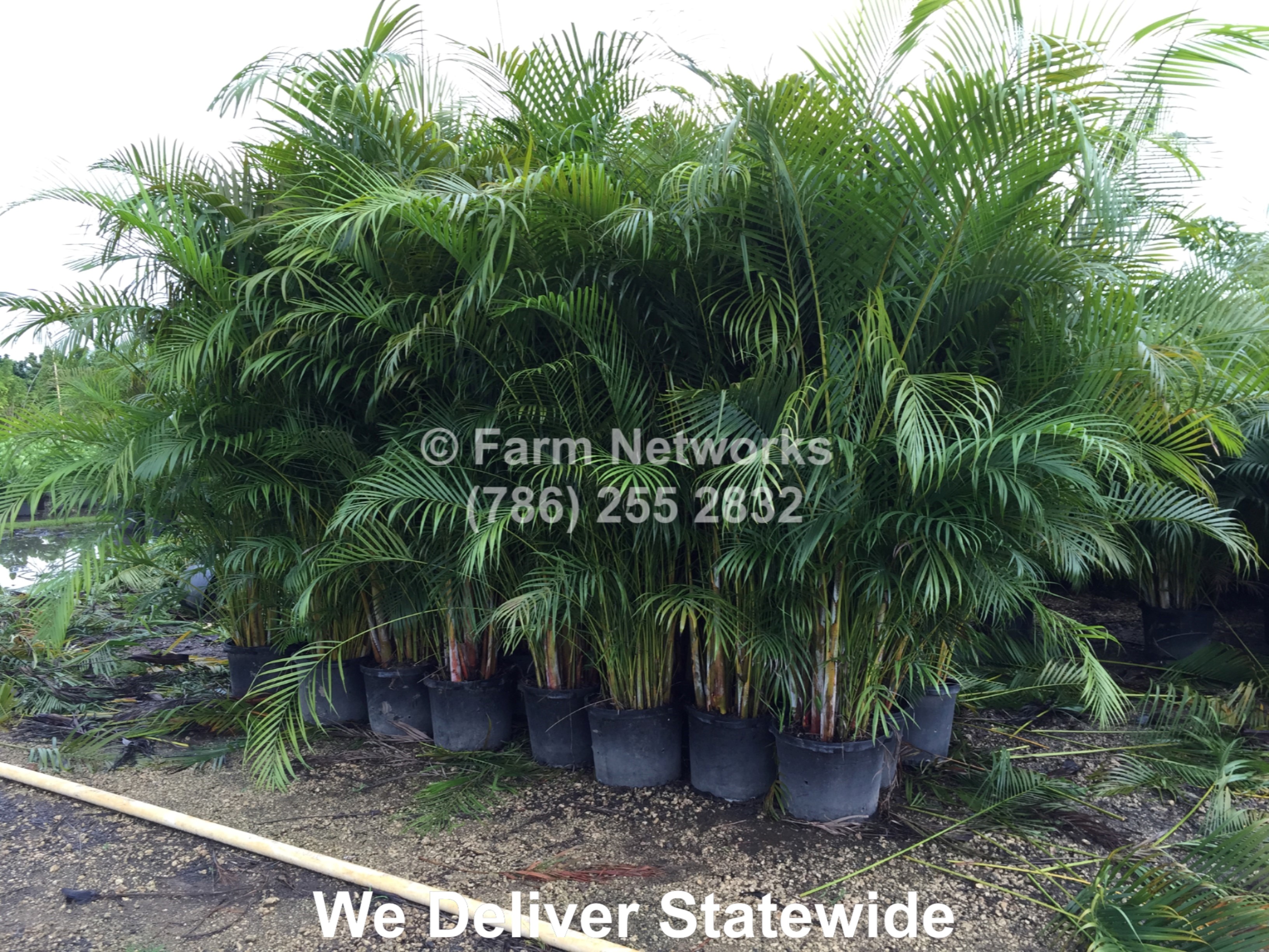 Areca Palm Tree Hedge