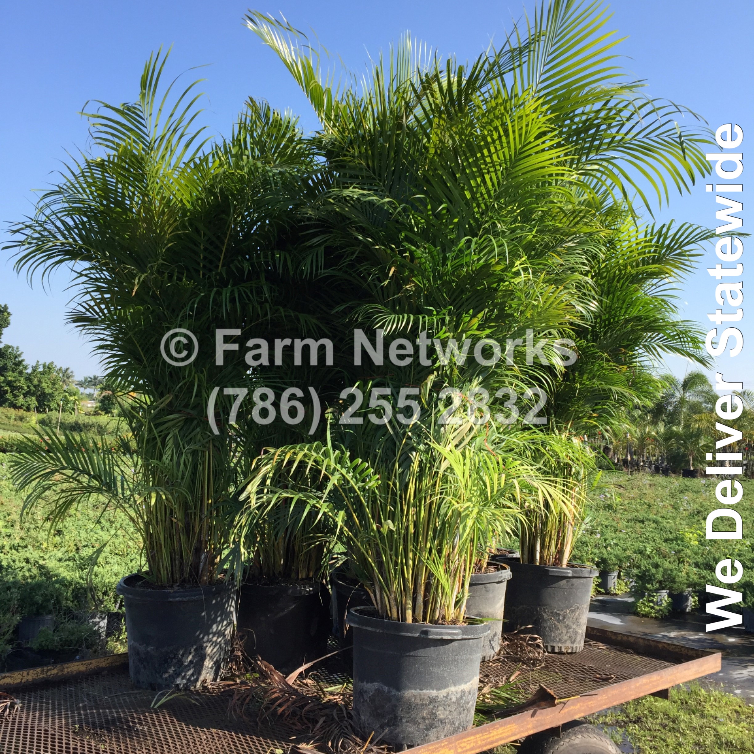 Areca Palm Homestead – South Florida Hedge Plants
