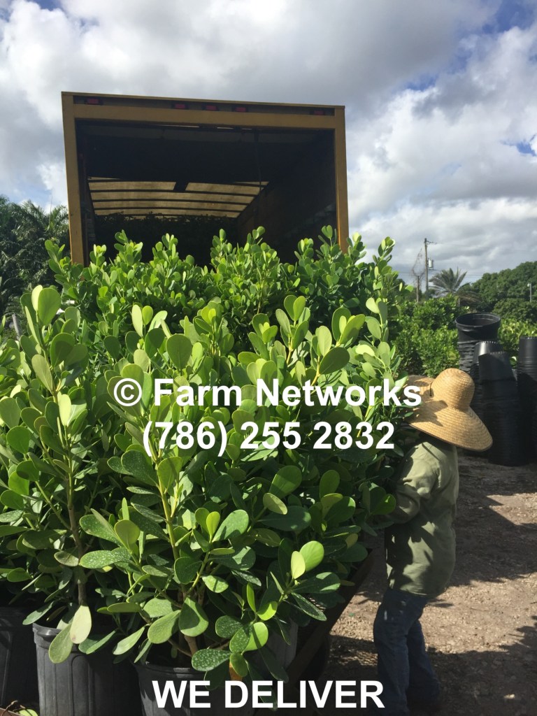 How Fast Do Clusia Grow In Florida
