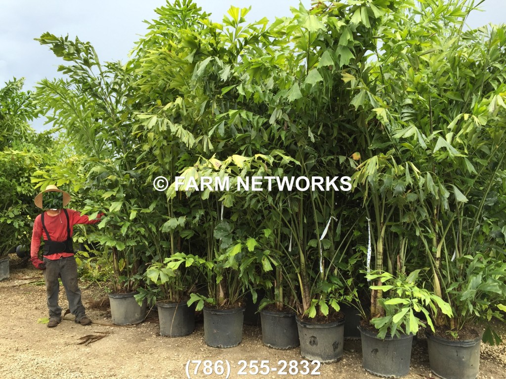 Fishtail Palm Trees-30 Gallon – South Florida Hedge Plants