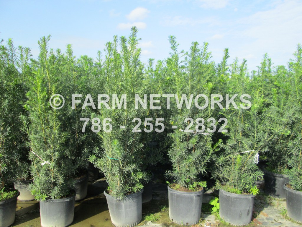 Podocarpus-Parkland-Nursery – South Florida Hedge Plants